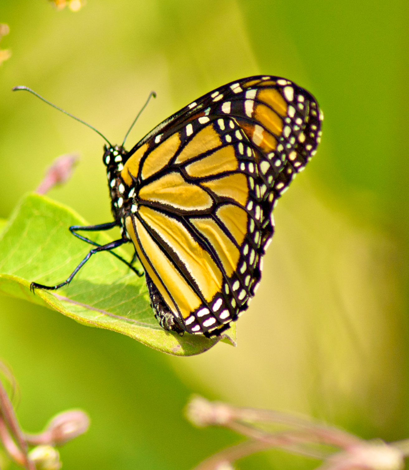 Pollinator Photos – Ingersoll District Nature Club