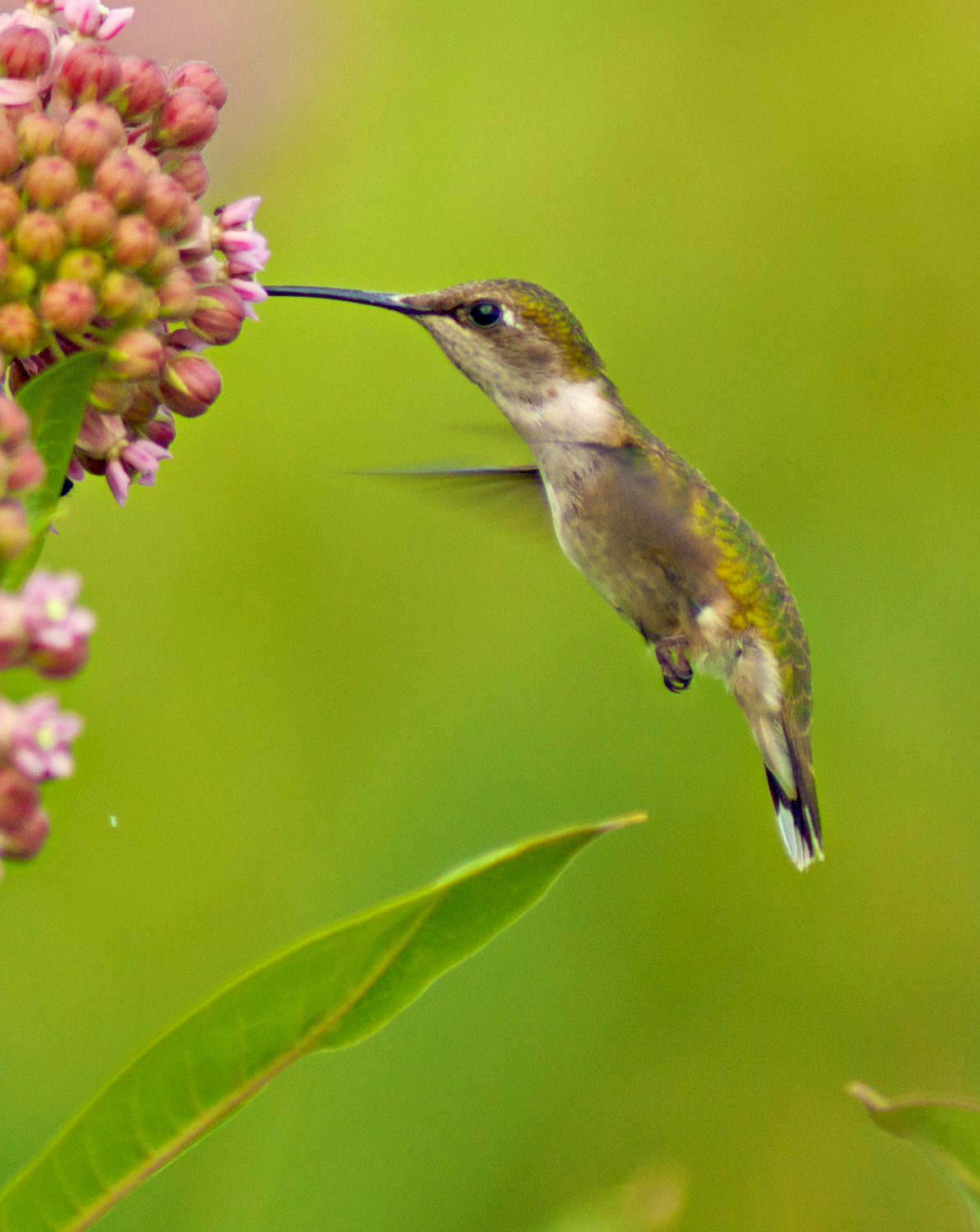 Pollinator Photos – Ingersoll District Nature Club